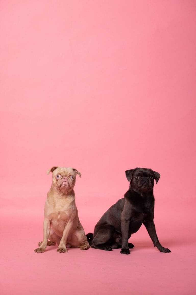 CuppaPug to launch sixth location at Brighton Marina this week - Retail ...